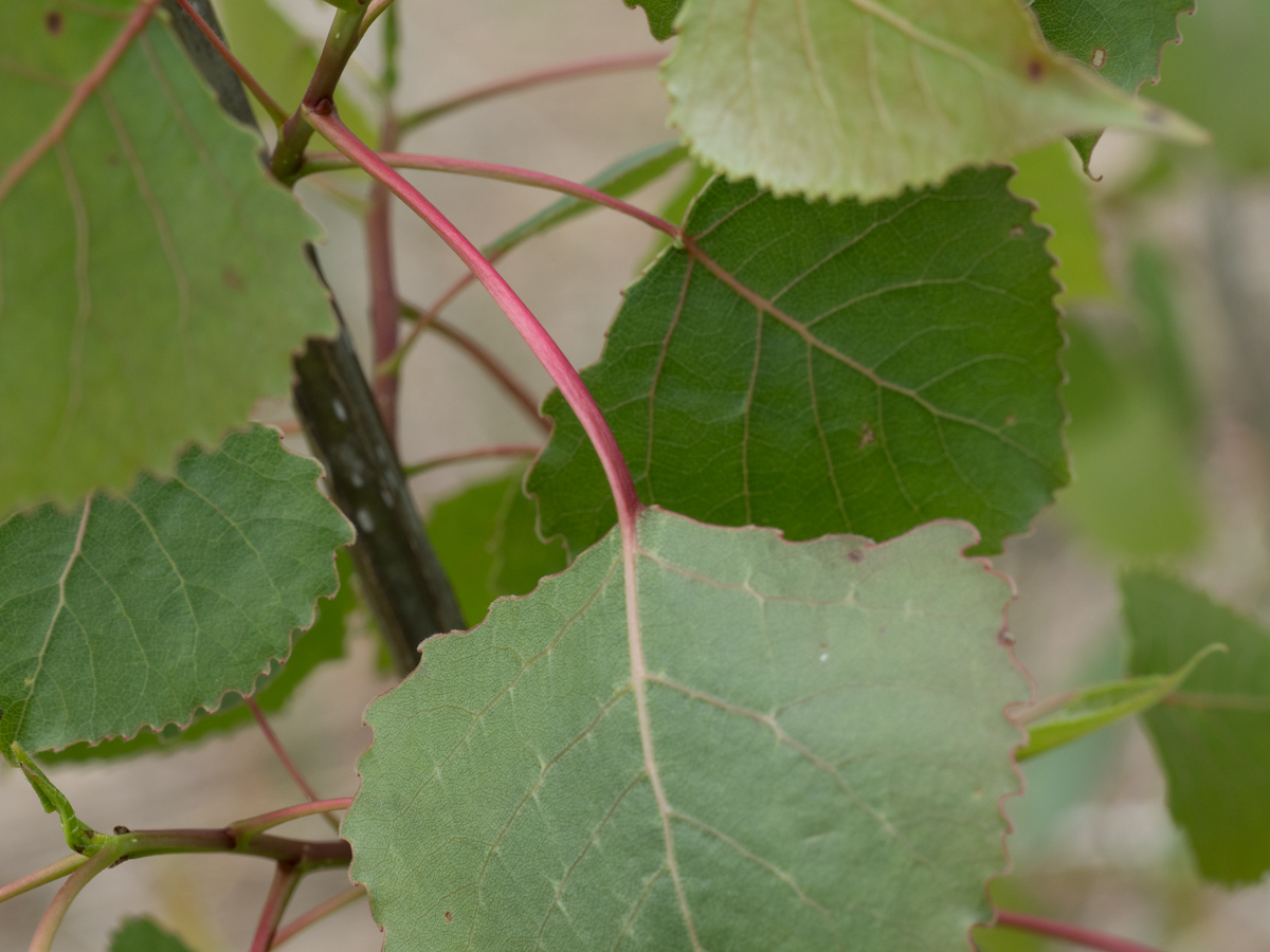 TREES – Bob's Botany Website