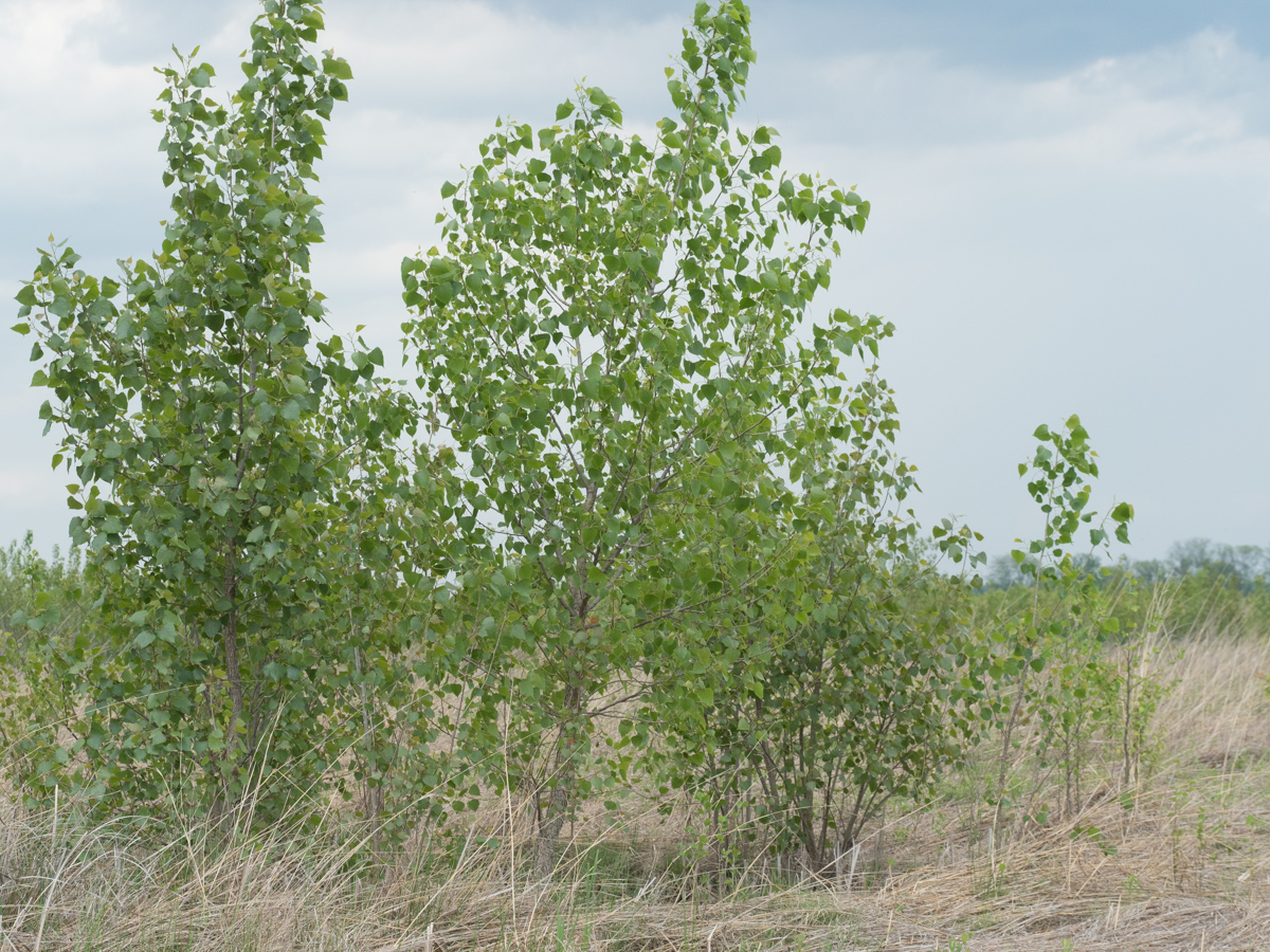 TREES – Bob's Botany Website