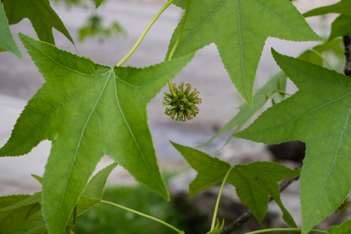 TREES-AU18 – Bob's Botany Website