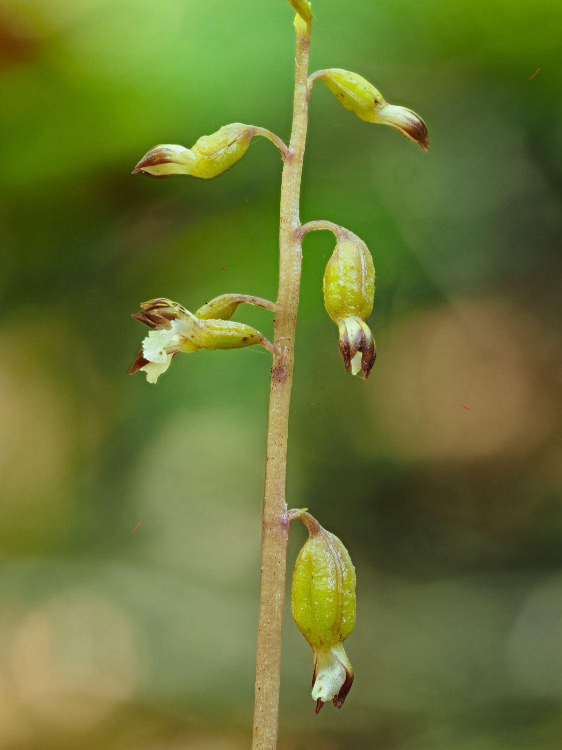 Flowers and Fruits – Bob's Botany Website