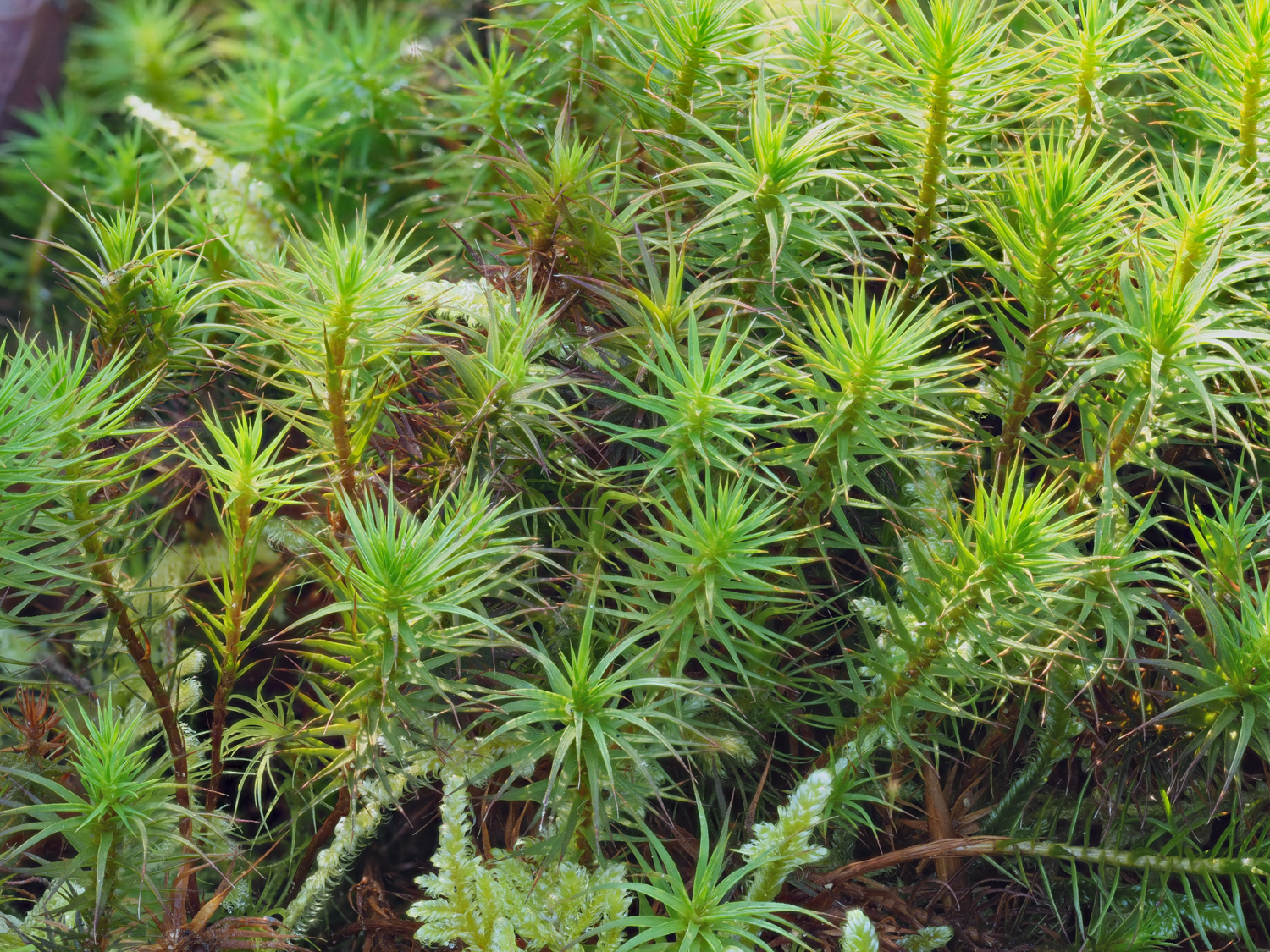 Field Trips – Bob's Botany Website