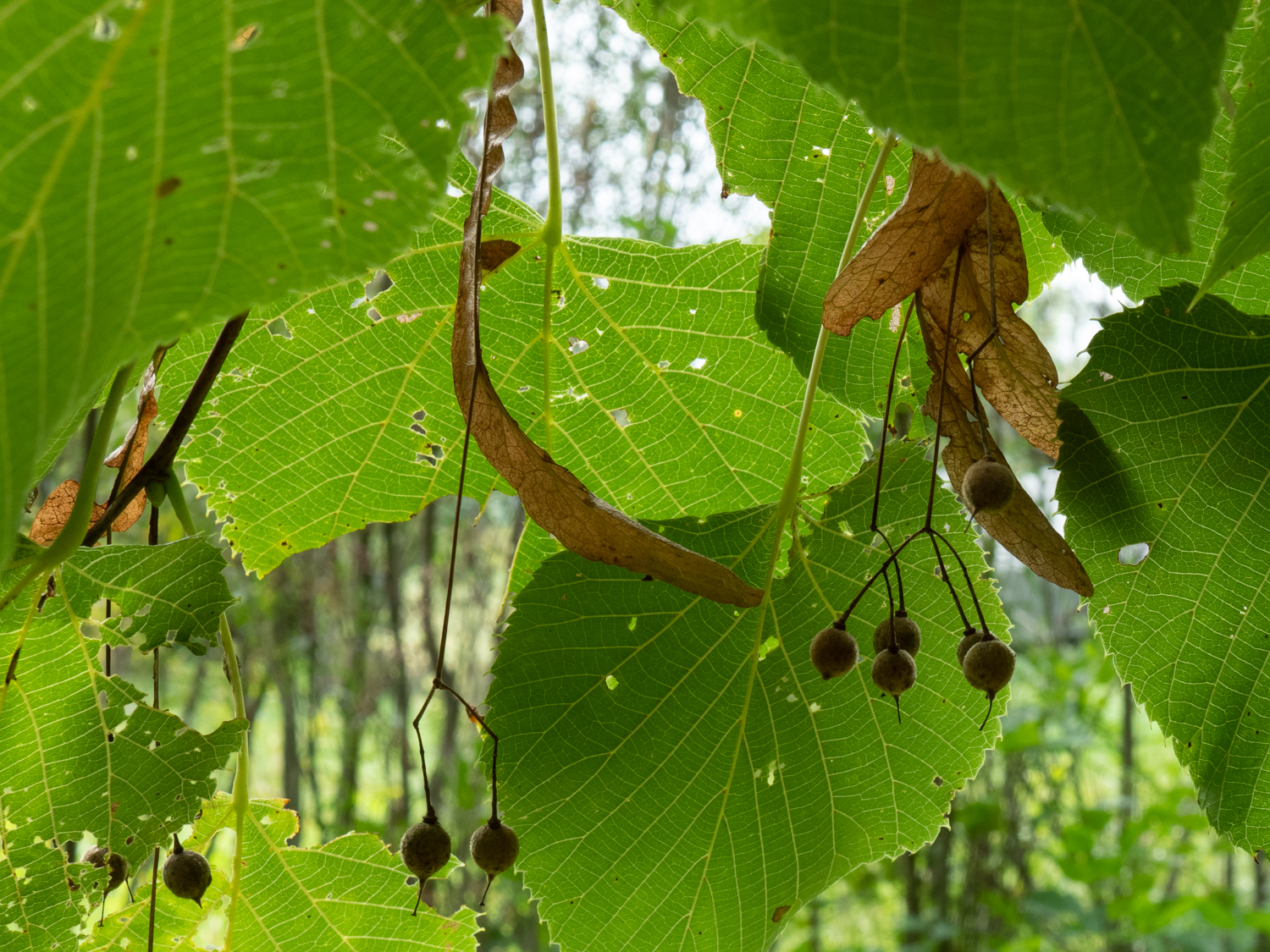 TREES AU19 – Bob's Botany Website