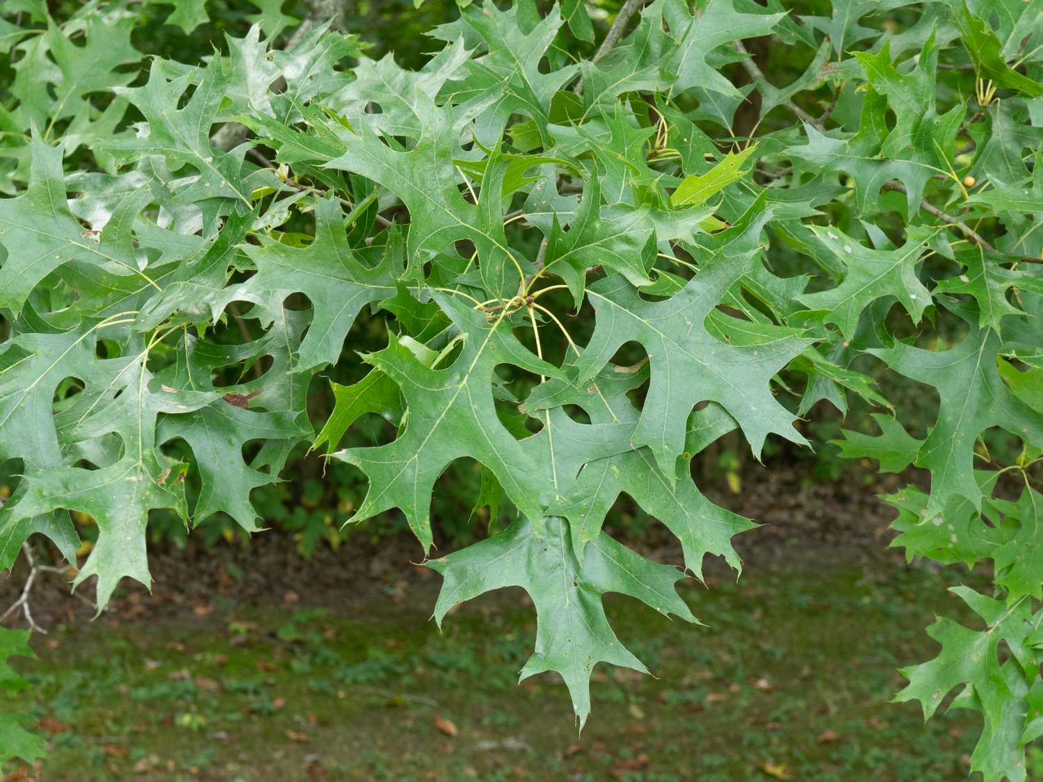 TREES AU19 – Bob's Botany Website