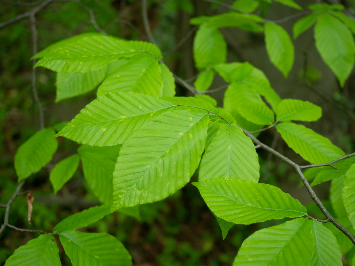 TREES Summer 2020 – Bob's Botany Website