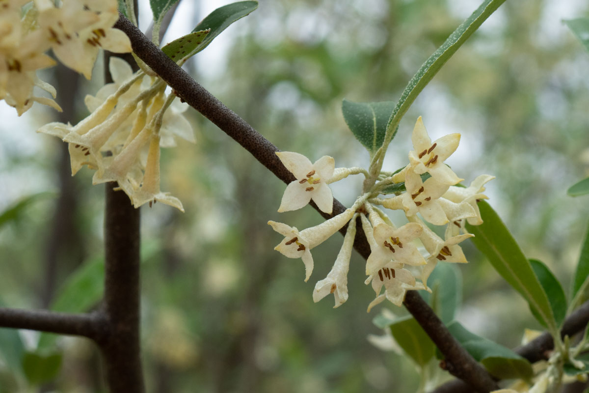 FLOWERS – Bob's Botany Website