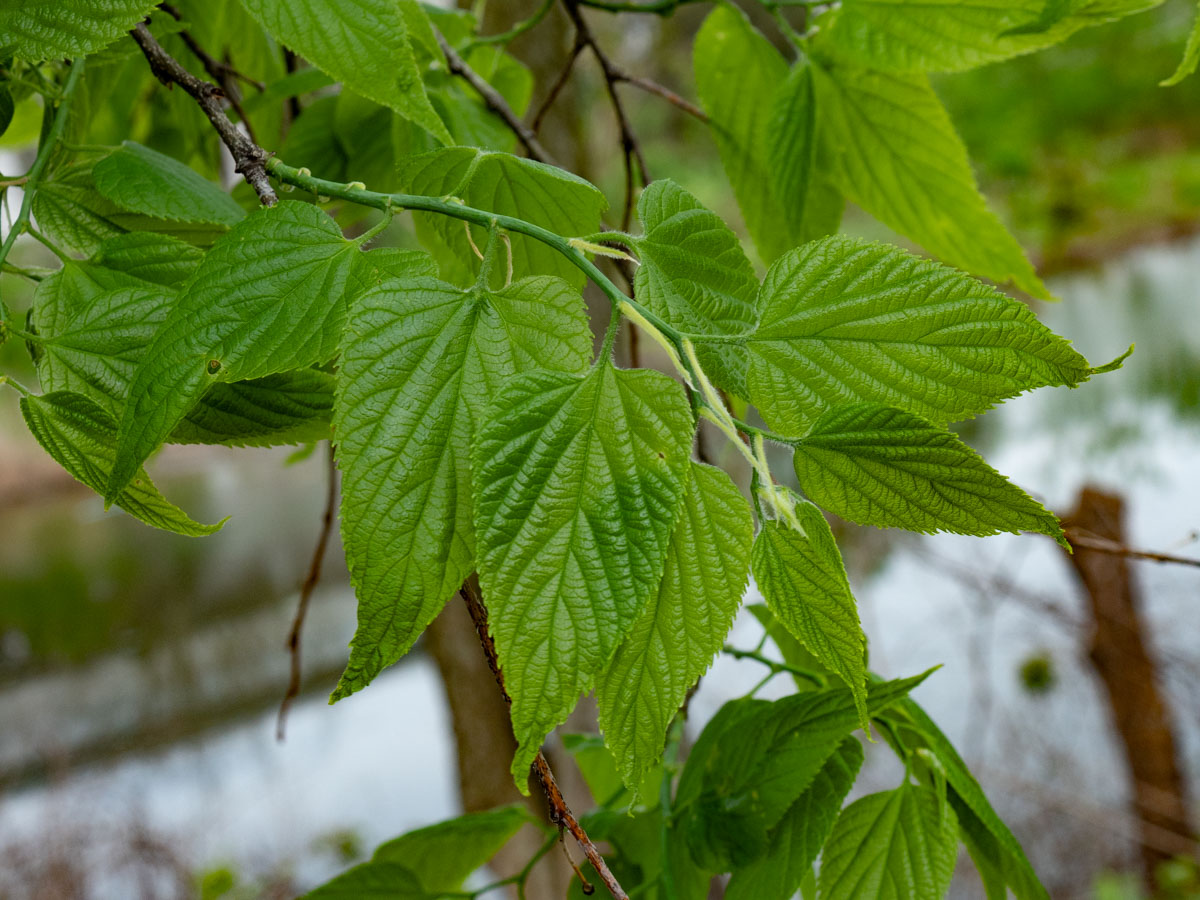 TREES Summer 2020 – Bob's Botany Website