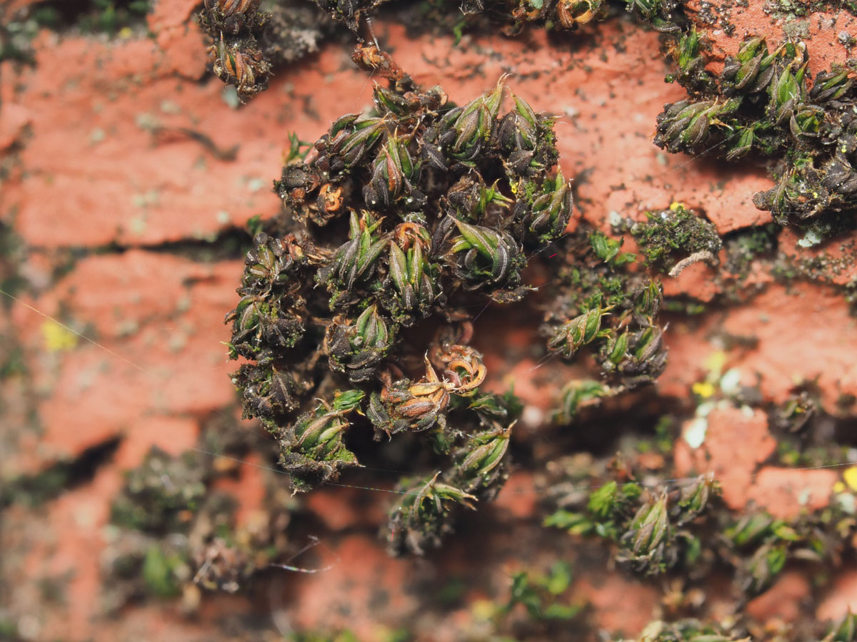 Field Trips SU 2020 – Bob's Botany Website