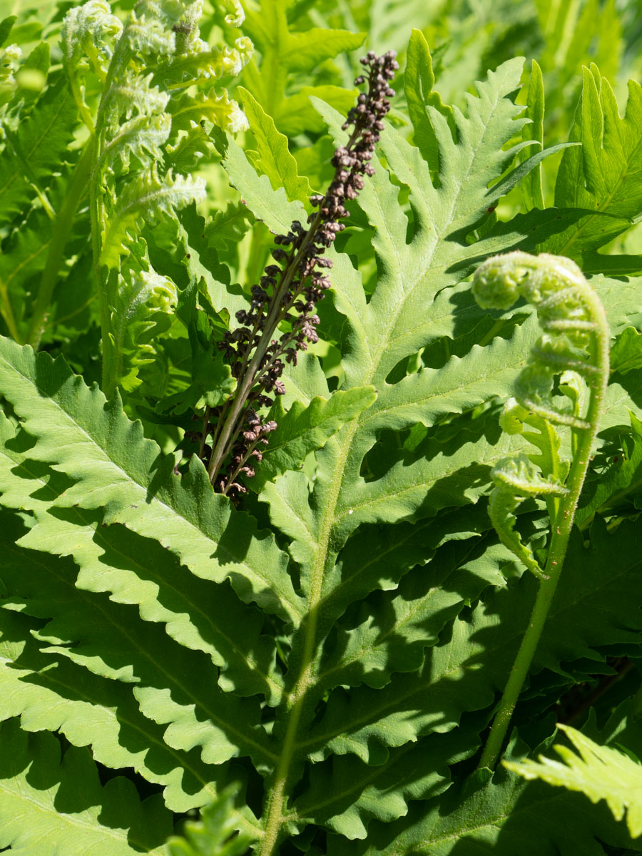 Field Trips SU 2020 – Bob's Botany Website