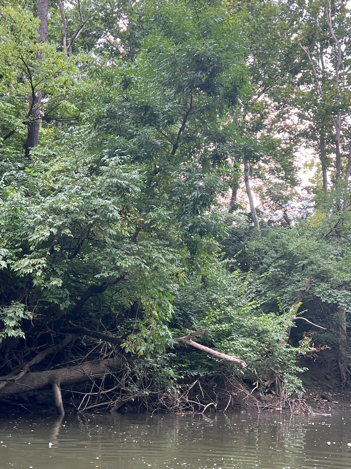 TREES Autumn 2022 – Bob's Botany Website