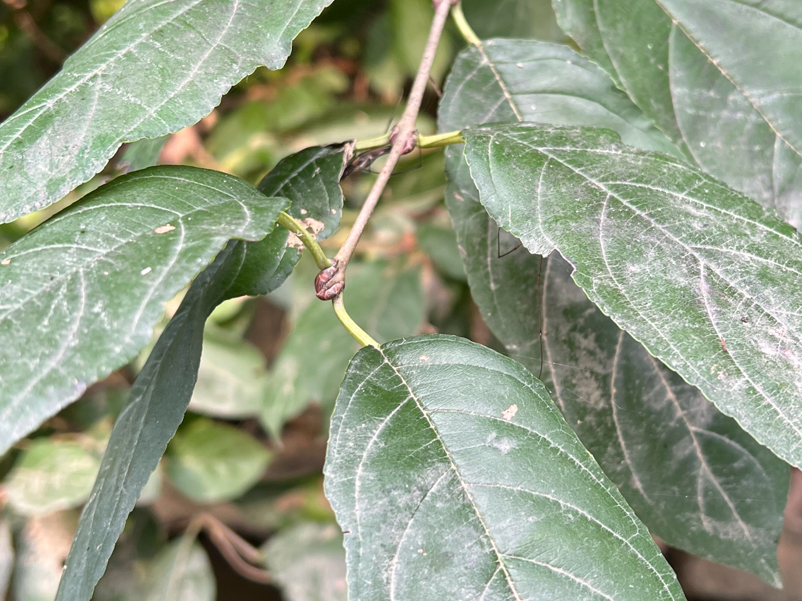 TREES Autumn 2022 – Bob's Botany Website