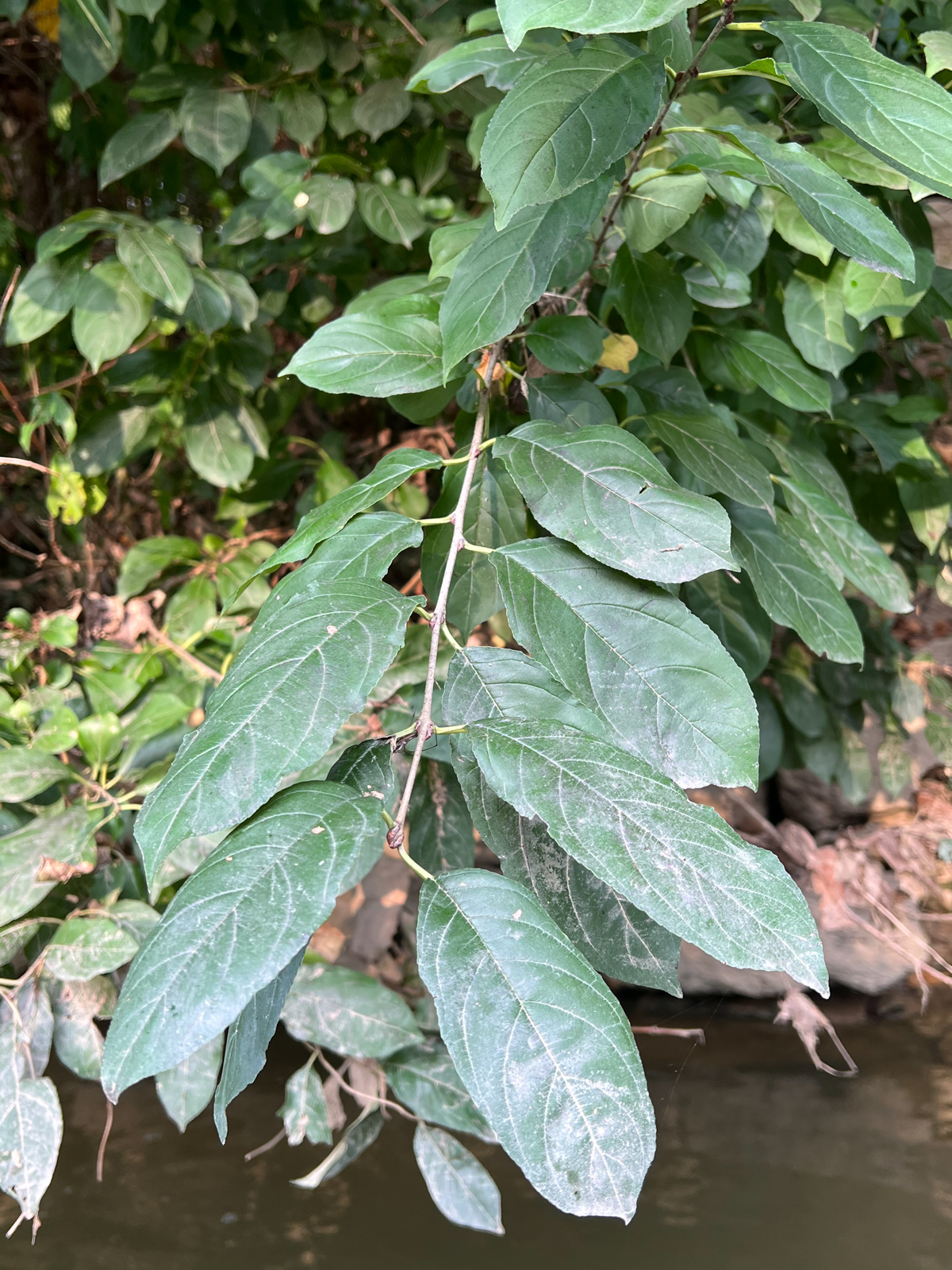 TREES Autumn 2022 – Bob's Botany Website
