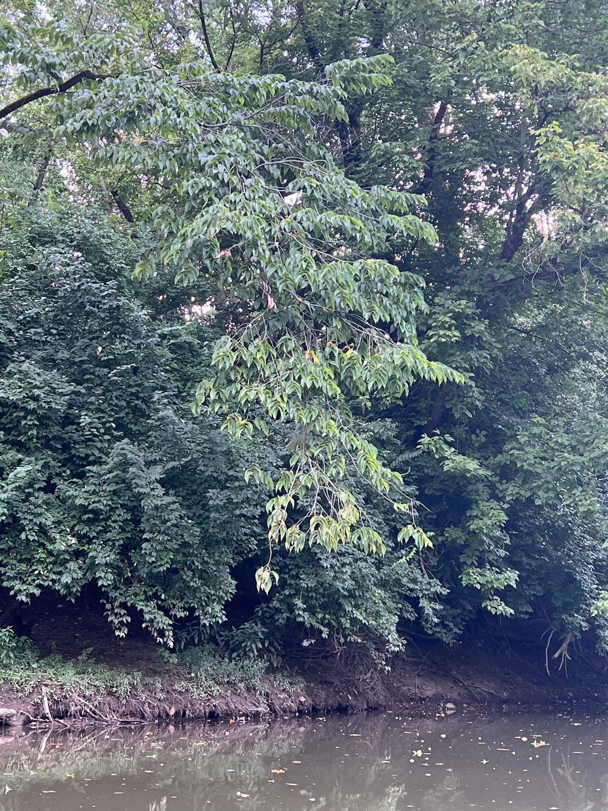 TREES Autumn 2022 – Bob's Botany Website