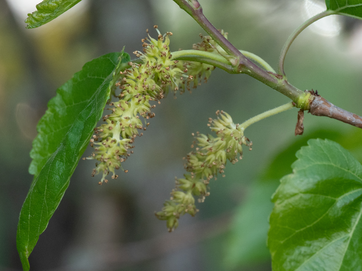 TREES Summer 2023 – Bob's Botany Website