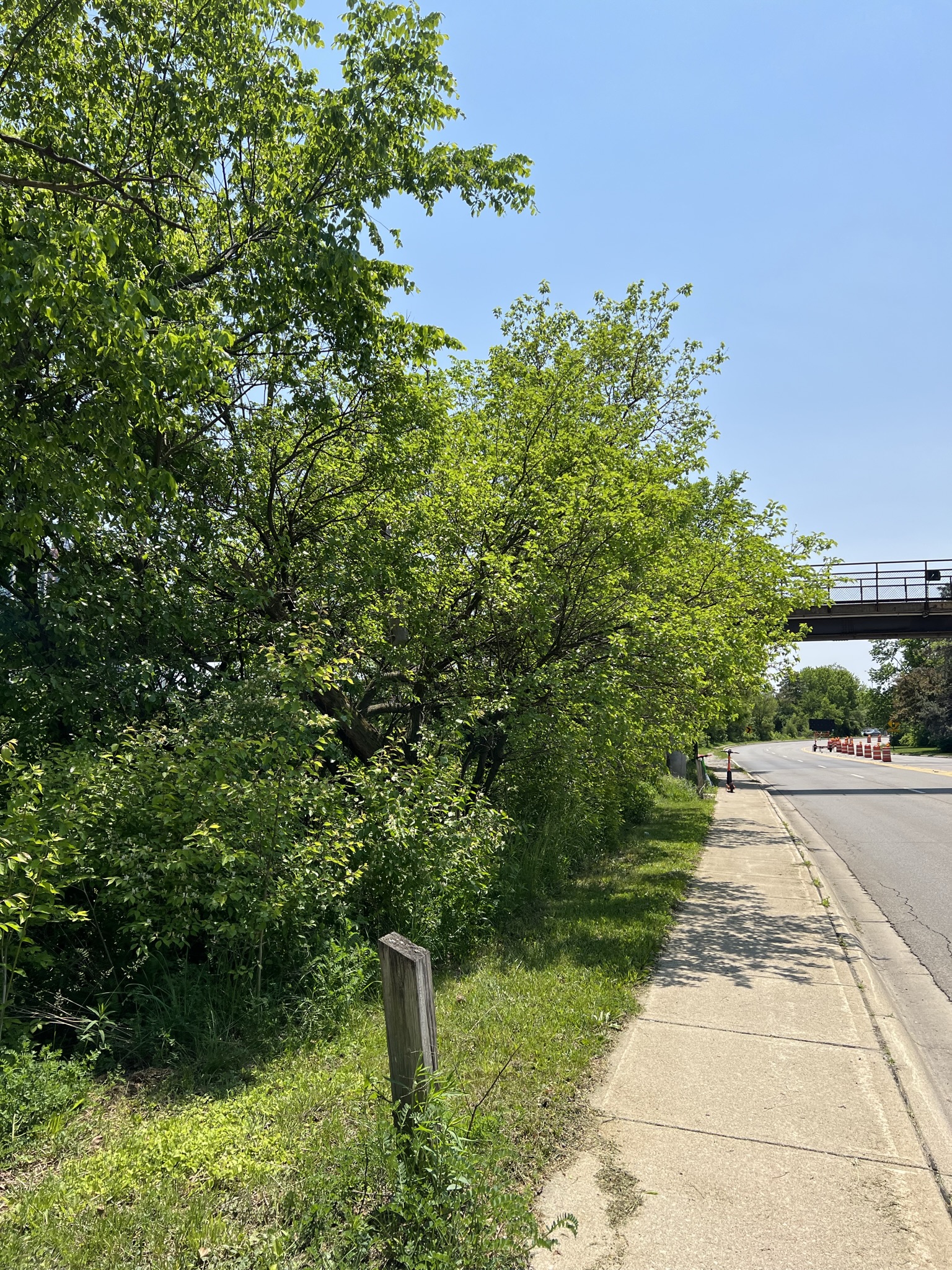 TREES Summer 2023 – Bob's Botany Website