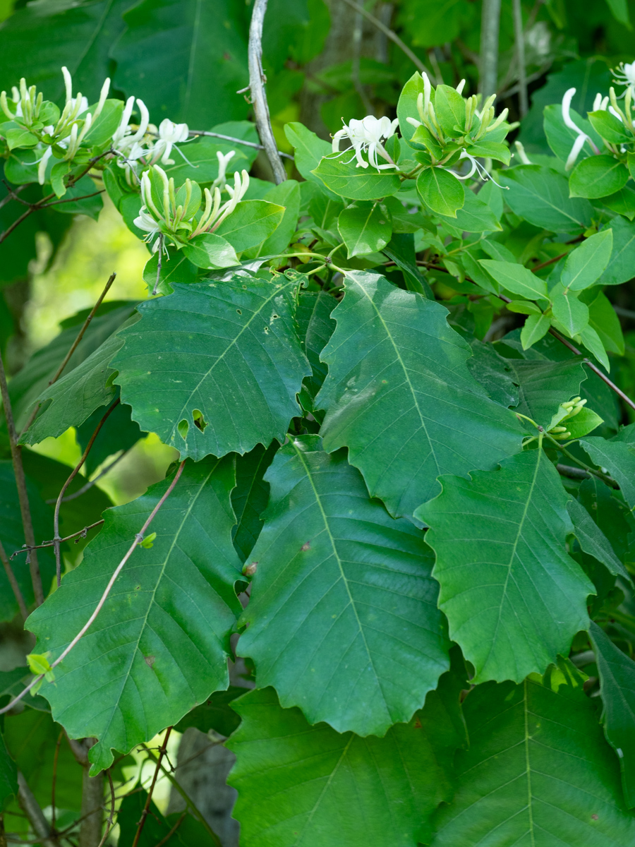 ELF EAR BARRENS – Bob's Botany Website